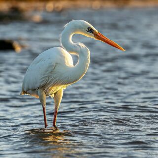 ZeroDean.com | Home - Zero Dean